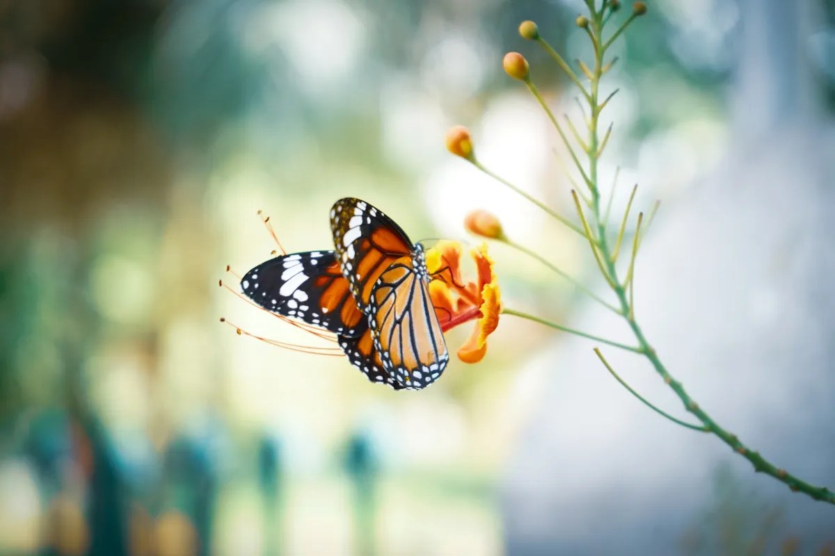 🦋The Butterfly Effect — Workplace Navigator – Sweeney's Blogs